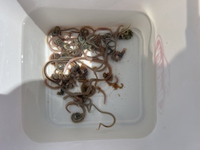 ICATCH Worm Worming & Hook Removal Pliers + Pouch | Tackle Online Australia