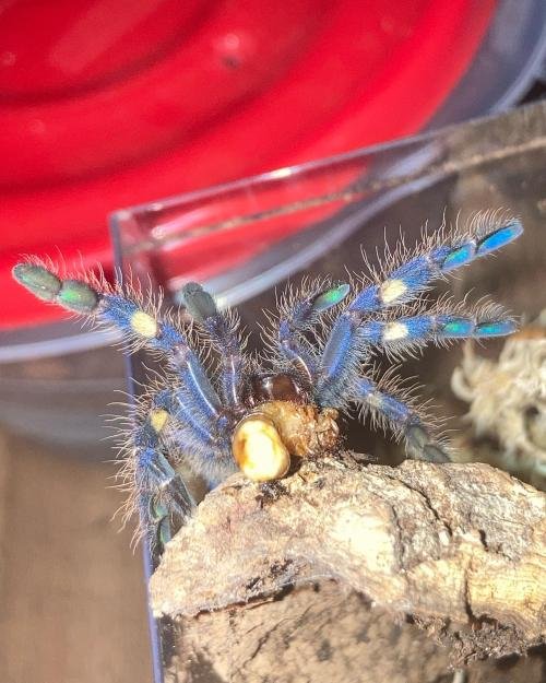 P Metallica Gooty Sapphire Ornamental Tarantula (Poecilotheria