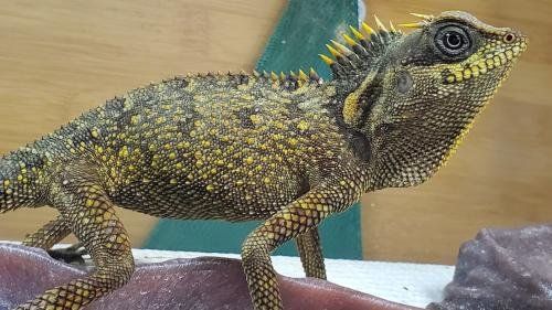 Mountain Horned Agama